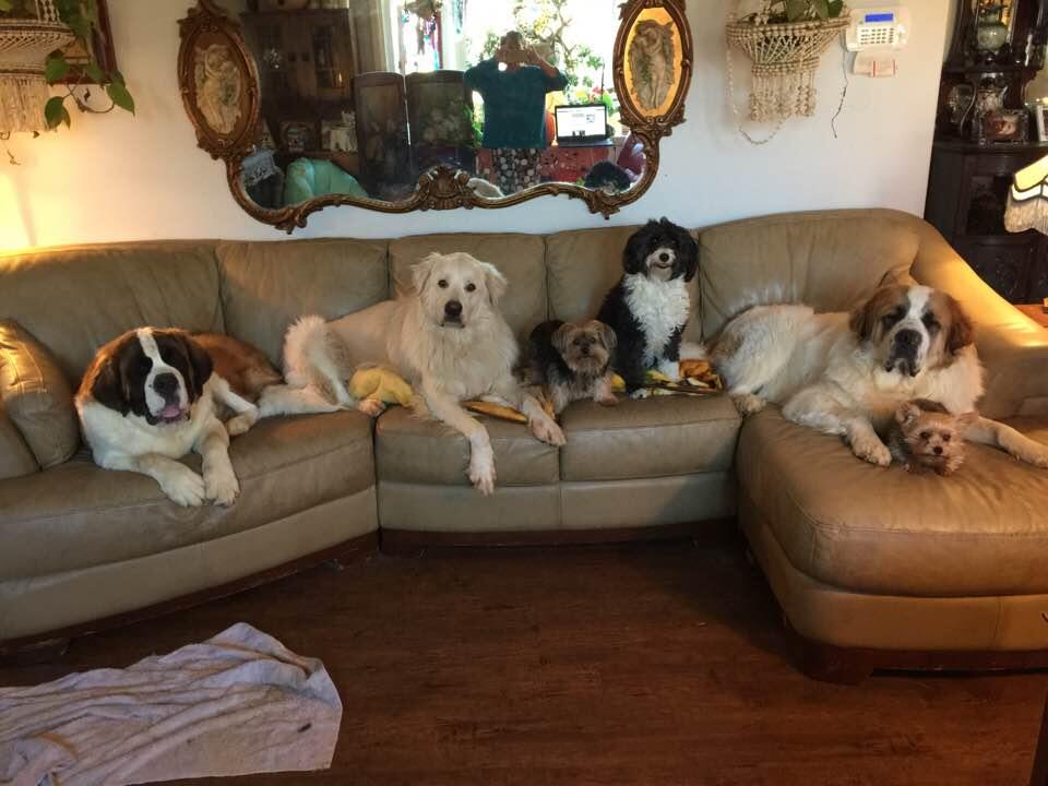 Terry Lynn's Critters Pet Sitting & Boarding - Kennett Square, PA ...