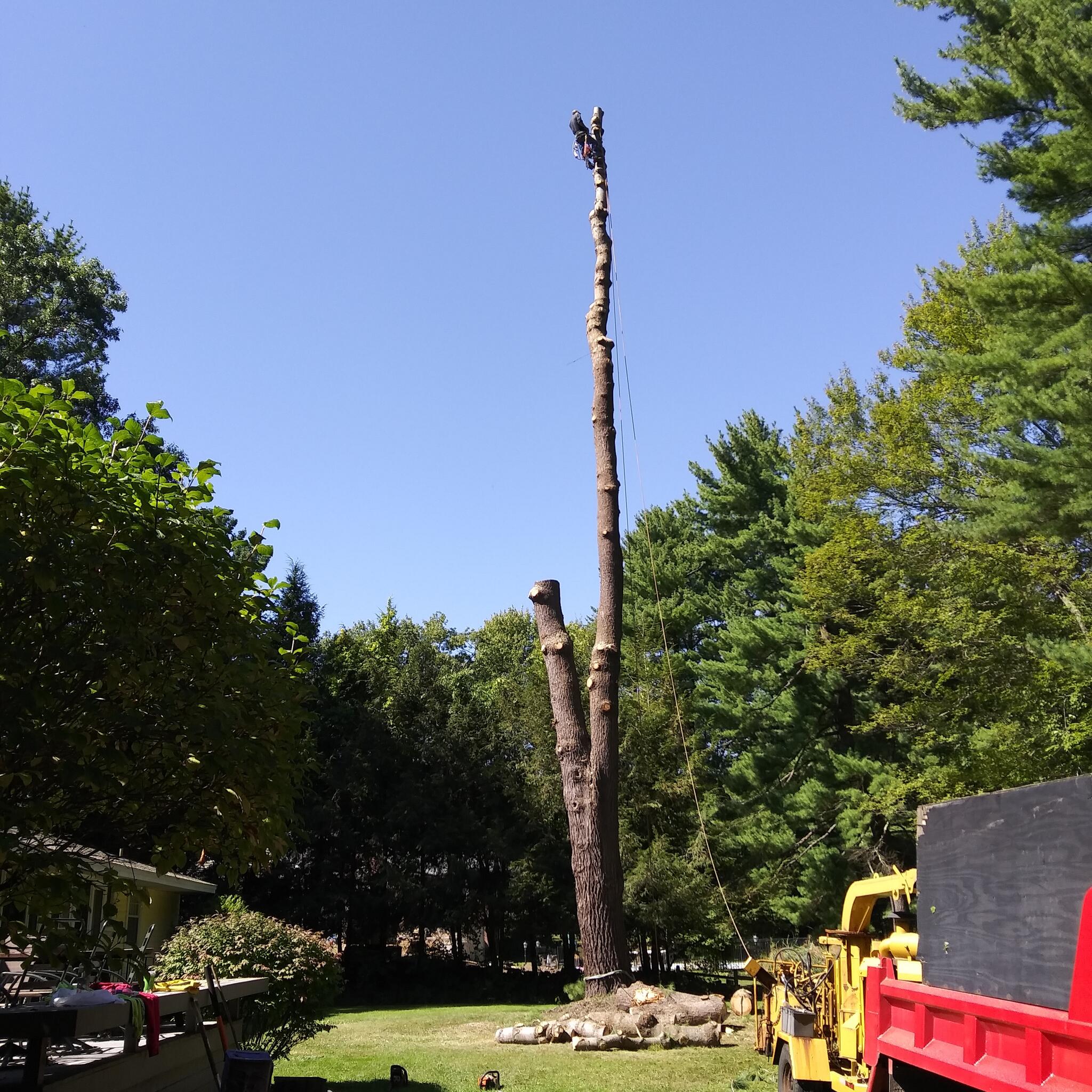 Best Tree Service - Latham, NY - Nextdoor