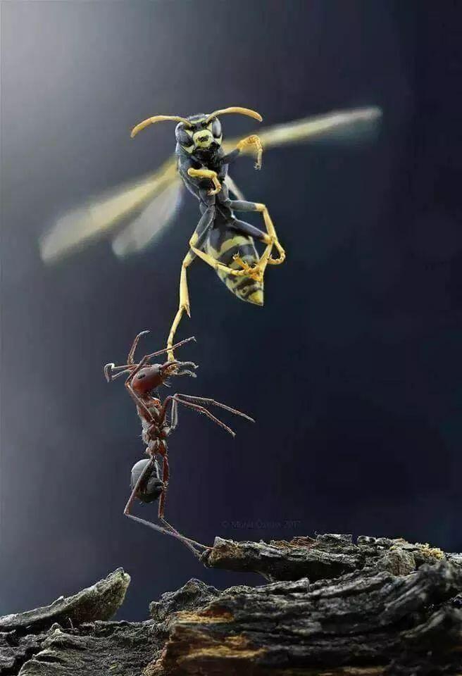 Eden Pest Control - Nextdoor