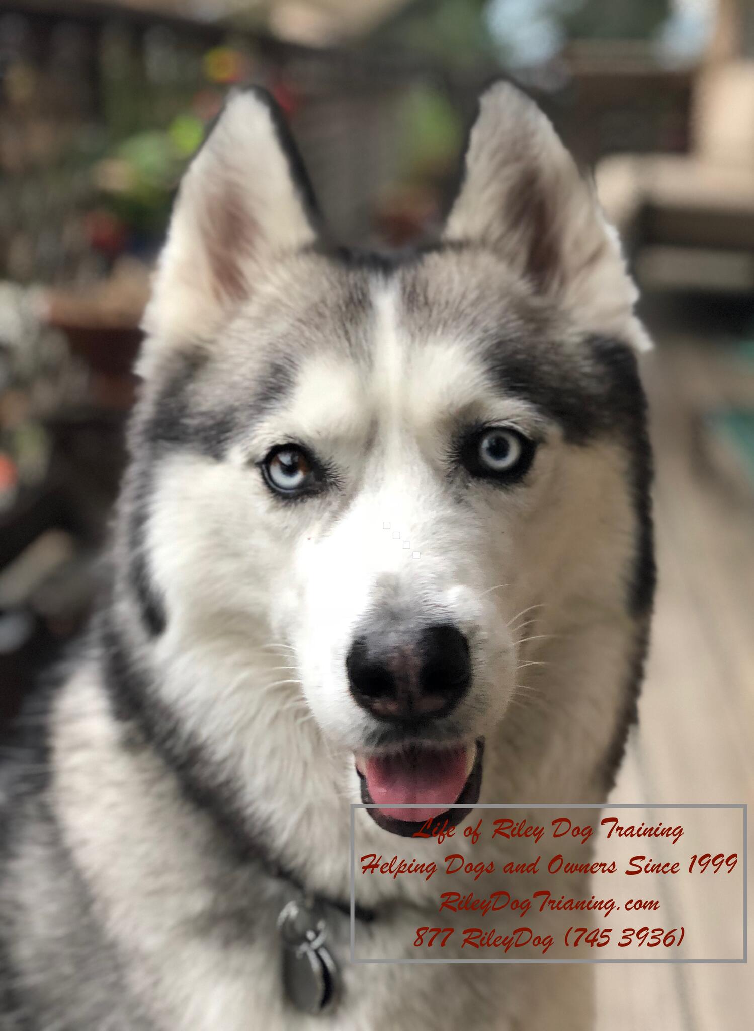 Life Of Riley Dog Training - Nextdoor