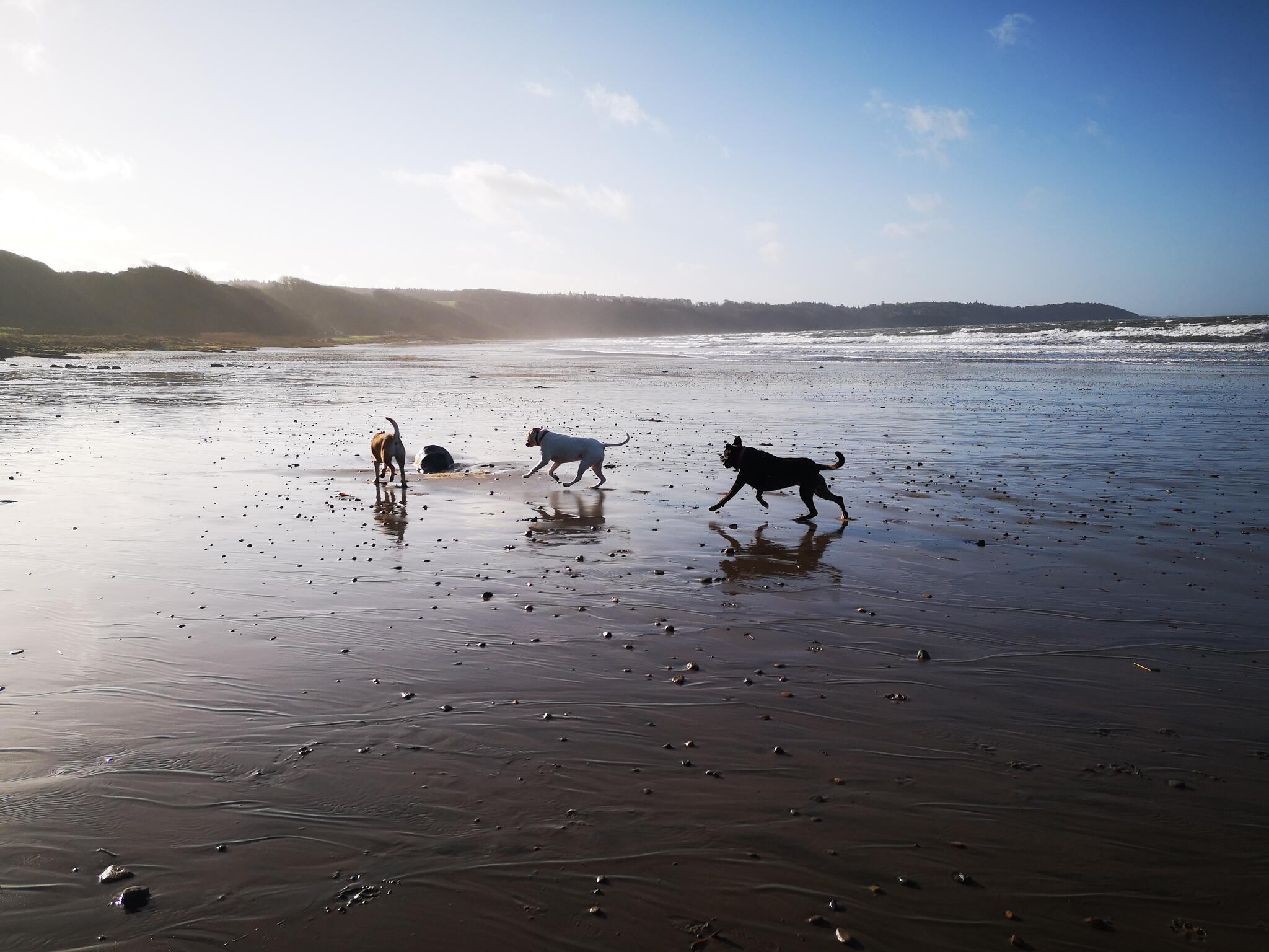 Loopy Lou Dog Walking And Home Boarding, - Ayr, Scotland - Nextdoor