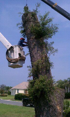 ACE Tree Service - Fruitland Park, FL - Nextdoor