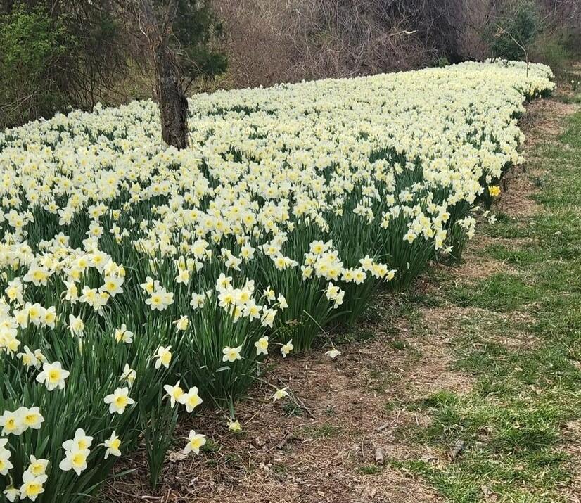 A PennDOT HOP project is scheduled to begin at the Spooky Nook Road/283 ...