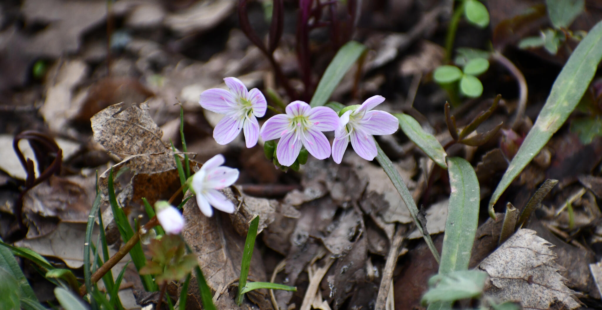 Forest Preserve District of Will County - 50 updates