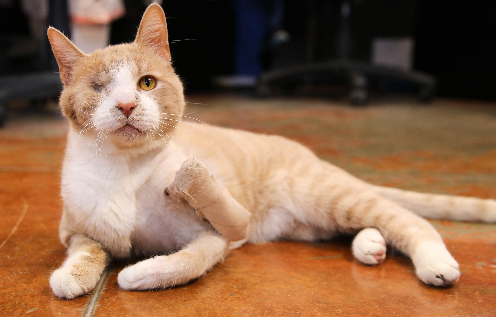 Simply Cats Adoption Center - Boise, ID - Nextdoor