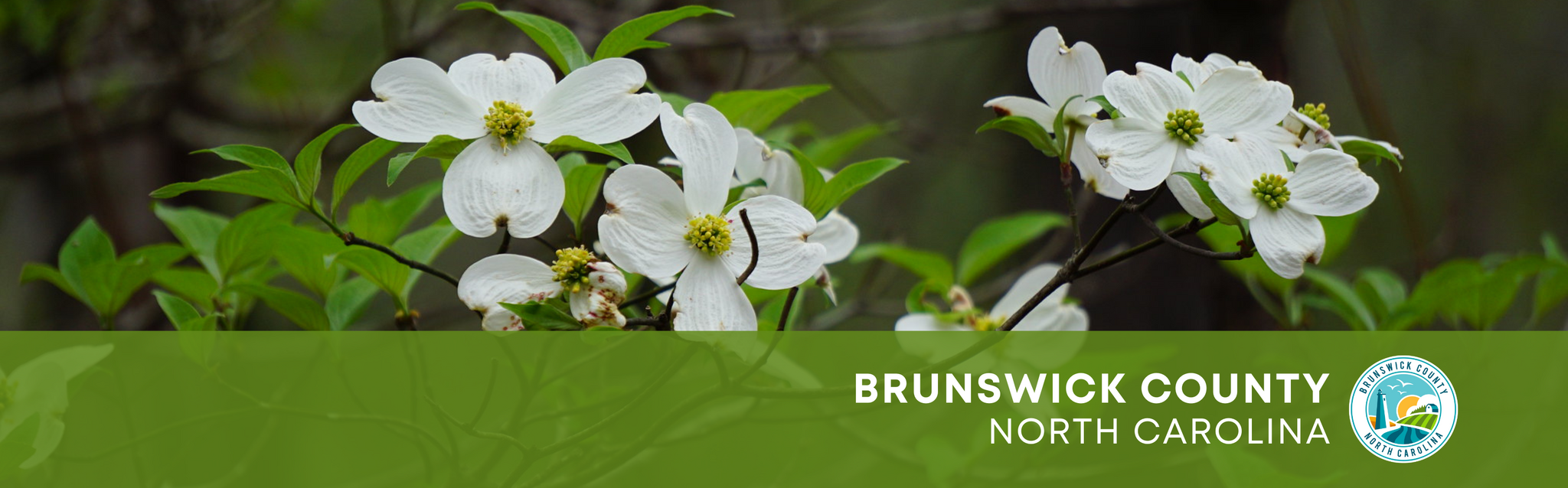 Brunswick County - 2650 updates