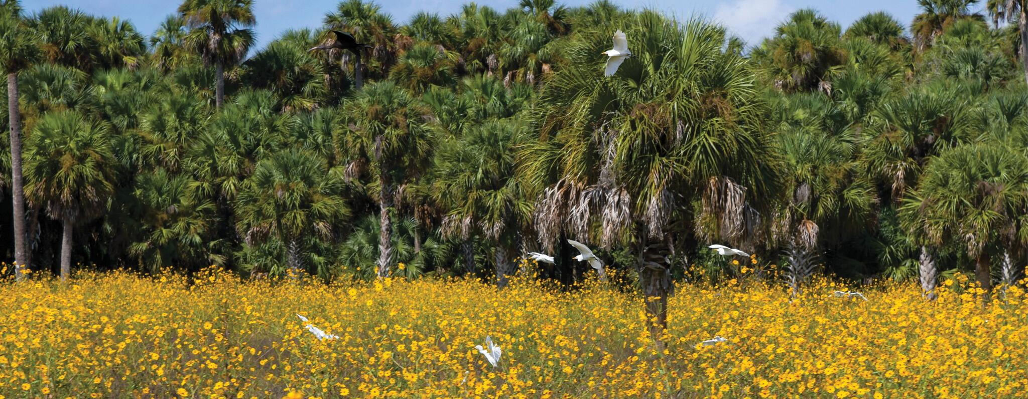 UPDATE: All aerial spray missions were completed for Seminole County on ...