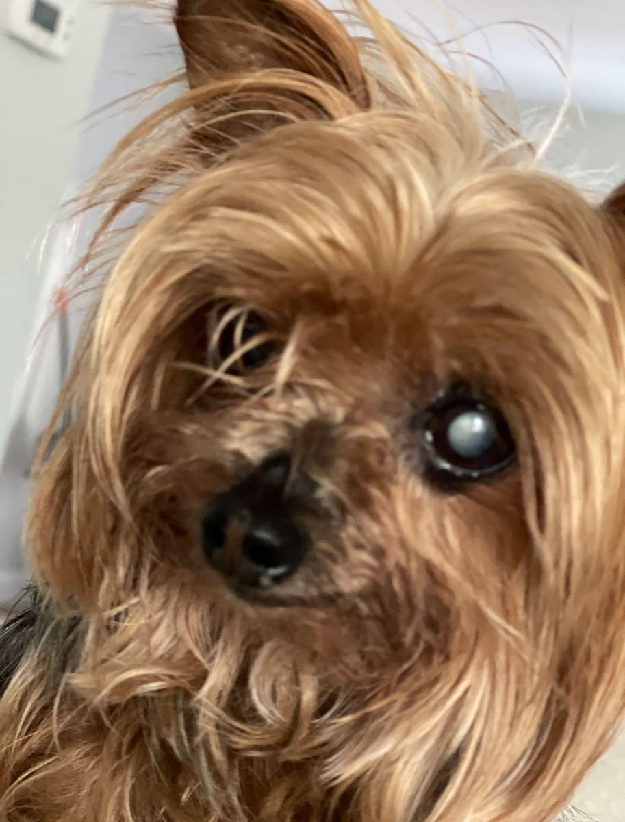 Lost yorkie for Free in Rockwood, TN | For Sale & Free — Nextdoor