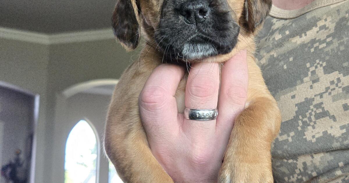 Boxer / Cocker Spaniel puppies for Free in Benbrook, TX | For Sale ...