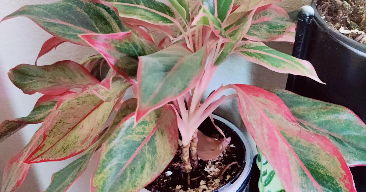 plants for sale for $30 in El Paso, TX | For Sale & Free — Nextdoor