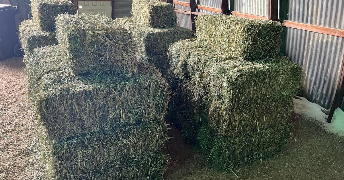 Alfalfa Hay FOR SALE for $13 in Peyton, CO | For Sale & Free — Nextdoor