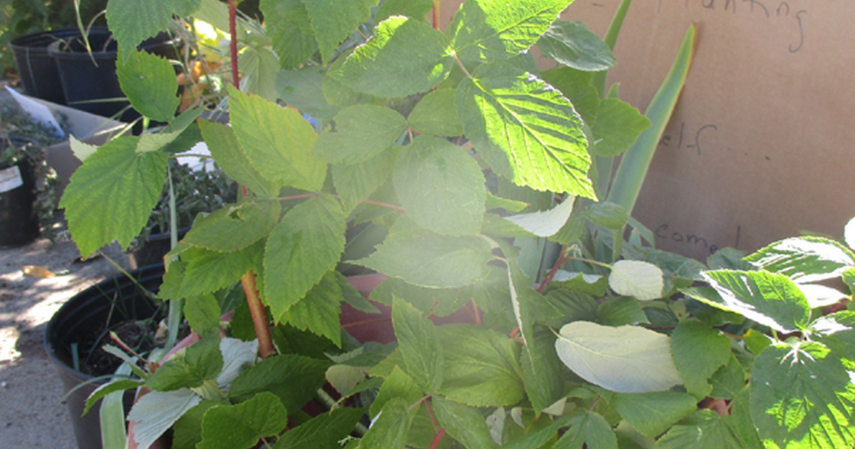 Raspberry plants 2 yr olds for your garden; Iris, 1 Ornamental grass 10 ...