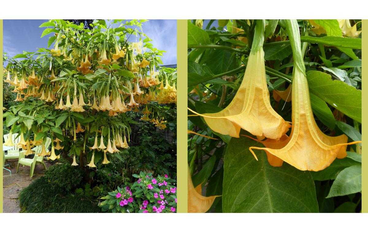 Brugmansia/ Angel's Trumpet large root stock for Free in San Francisco ...