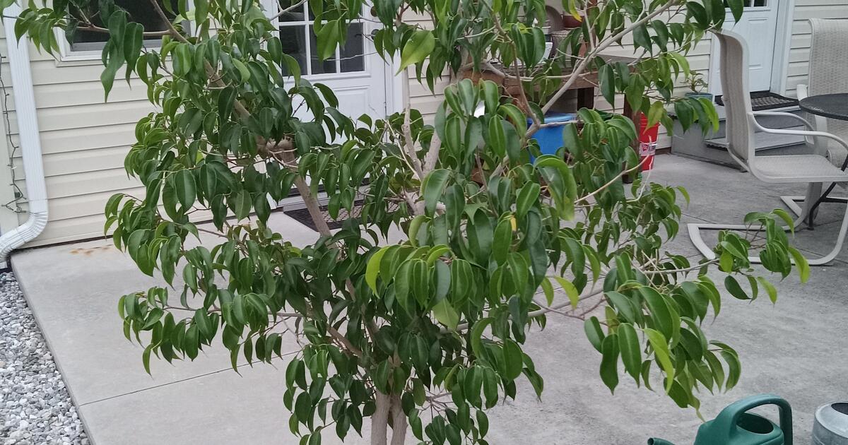 Large potted tree (Ficus Benjamina) for Free in Lewisberry, PA | For ...