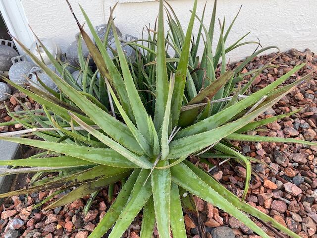 Large Healthy Aloe Vera plants for Free in Lady Lake, FL | For Sale ...