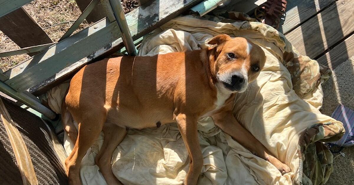 Two Female Dogs free to good home for Free in Knoxville, TN | For Sale ...