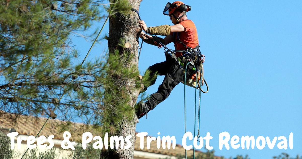 Trees Palms Stump Trim Cut Removal + Equipment Sales! for Free in Coral ...
