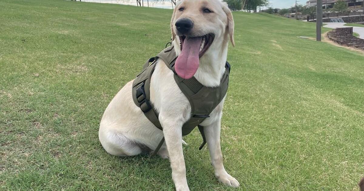 Rehoming Limited AKC Lab for Free in Mesa, AZ | For Sale & Free — Nextdoor