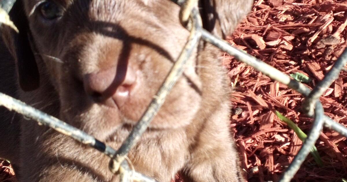 Purebred labs for $800 in Johnson City, TN | For Sale & Free — Nextdoor