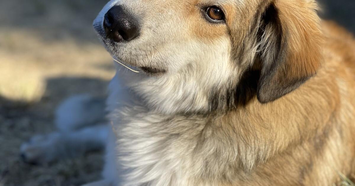 Australian Shepherd Pyrenees mix for $350 in Park City, UT | For Sale ...