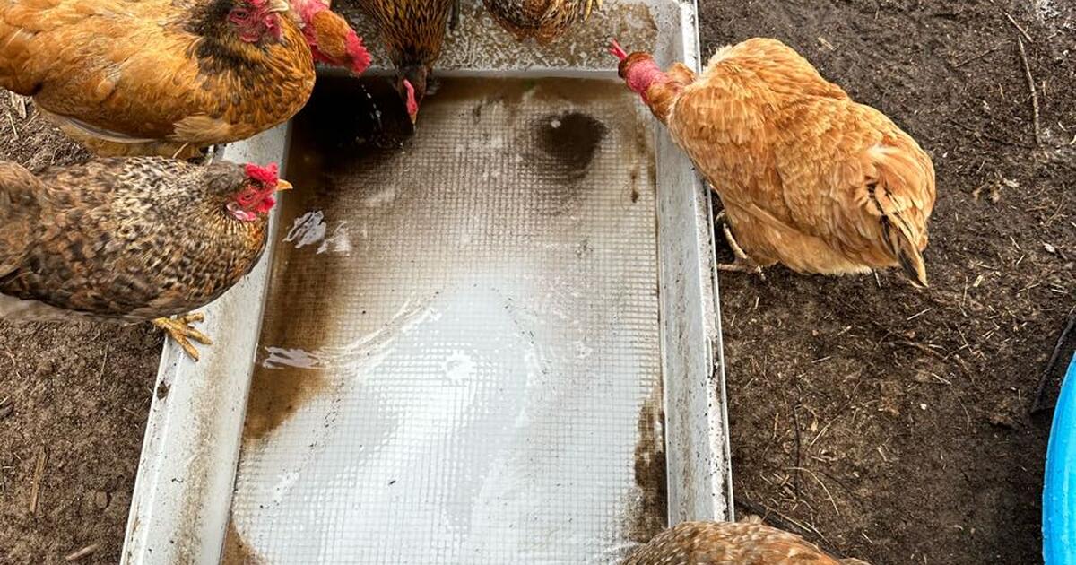Silkie Roos for sale for $10 in Micco, FL | For Sale & Free — Nextdoor