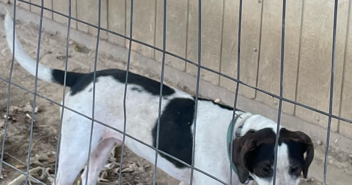 Shitz Shu Dogs For Rehoming Male Adult