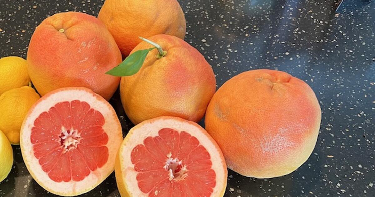 Free Sweet Red Grapefruit for Free in Scottsdale, AZ | For Sale & Free ...