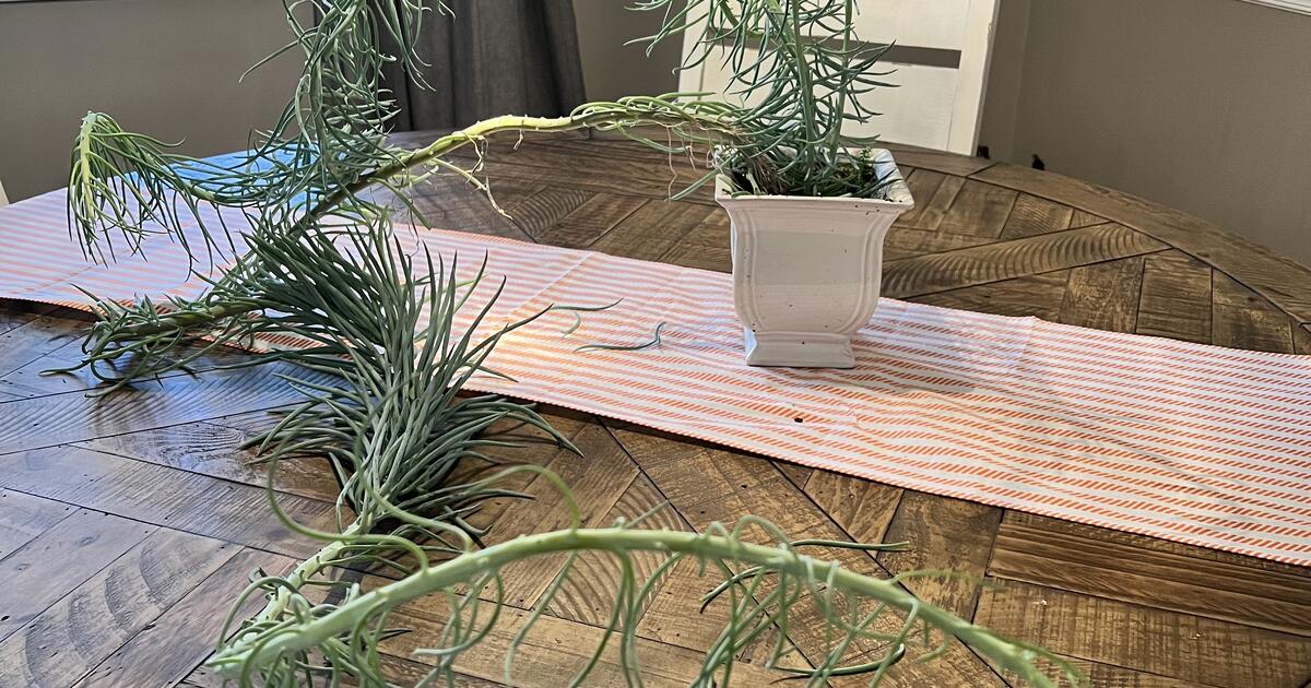 FREE Dwarf Clone (Ragworts) Plant for Free in Littleton, CO | For Sale ...