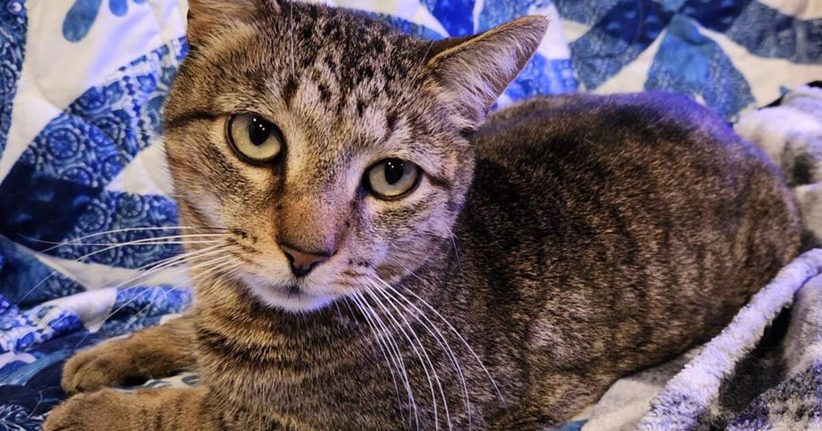 Two cats need home (urgent) for Free in Springfield, MO | For Sale ...