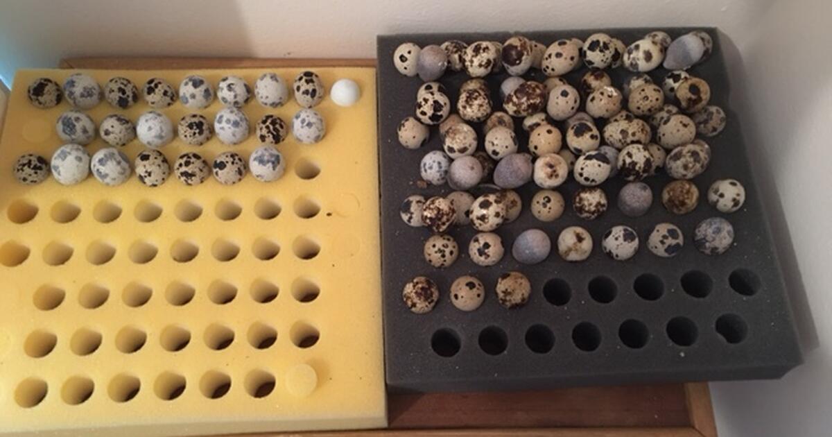 Quail poop for composting + 1 dozen free quail eggs, for Free in ...