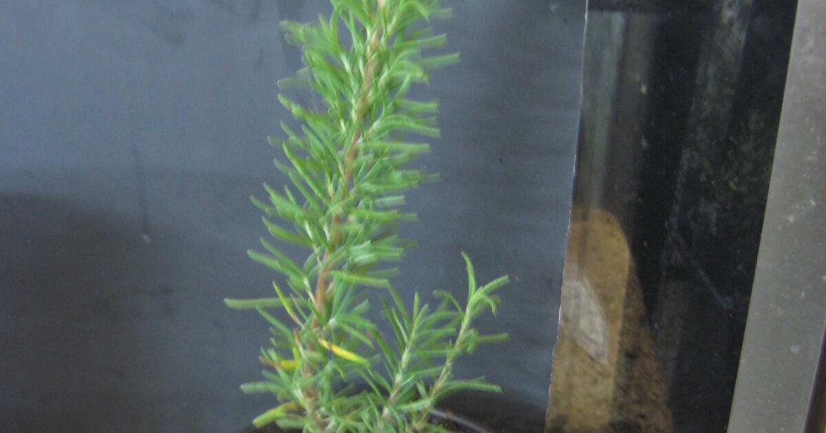 upright rosemary medium size $5 ONLY 1 LEFT for $5 in San Antonio, TX | For Sale & Free — Nextdoor