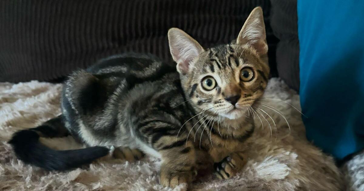 Free Kittens for Free in Upland, CA | For Sale & Free — Nextdoor