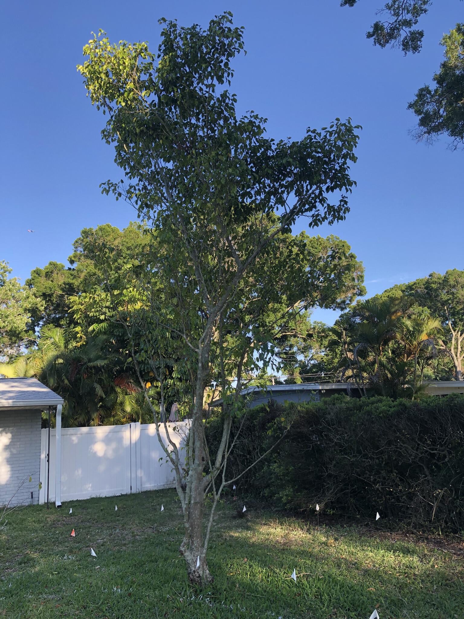 Free - Approximately 16 feet tall ficus tree for Free in St. Petersburg ...