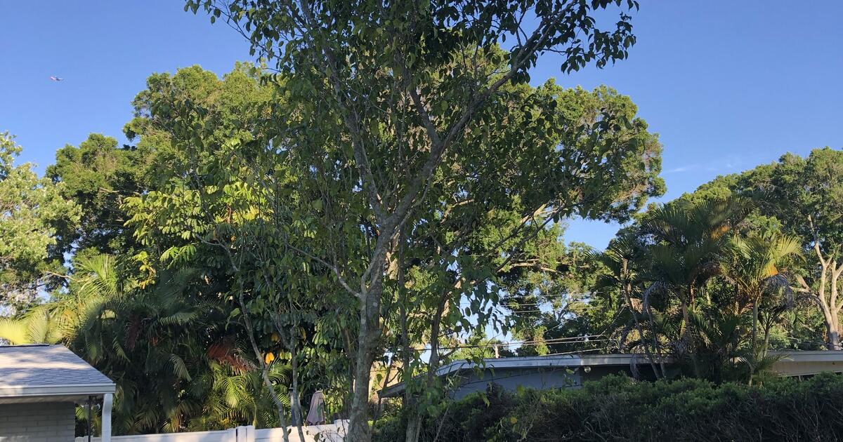 Free - Approximately 16 feet tall ficus tree for Free in St. Petersburg ...