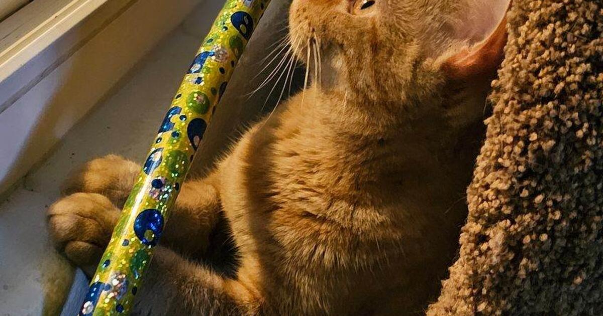Kitten - Beautiful Orange Tabby for $40 in Rocklin, CA | For Sale ...