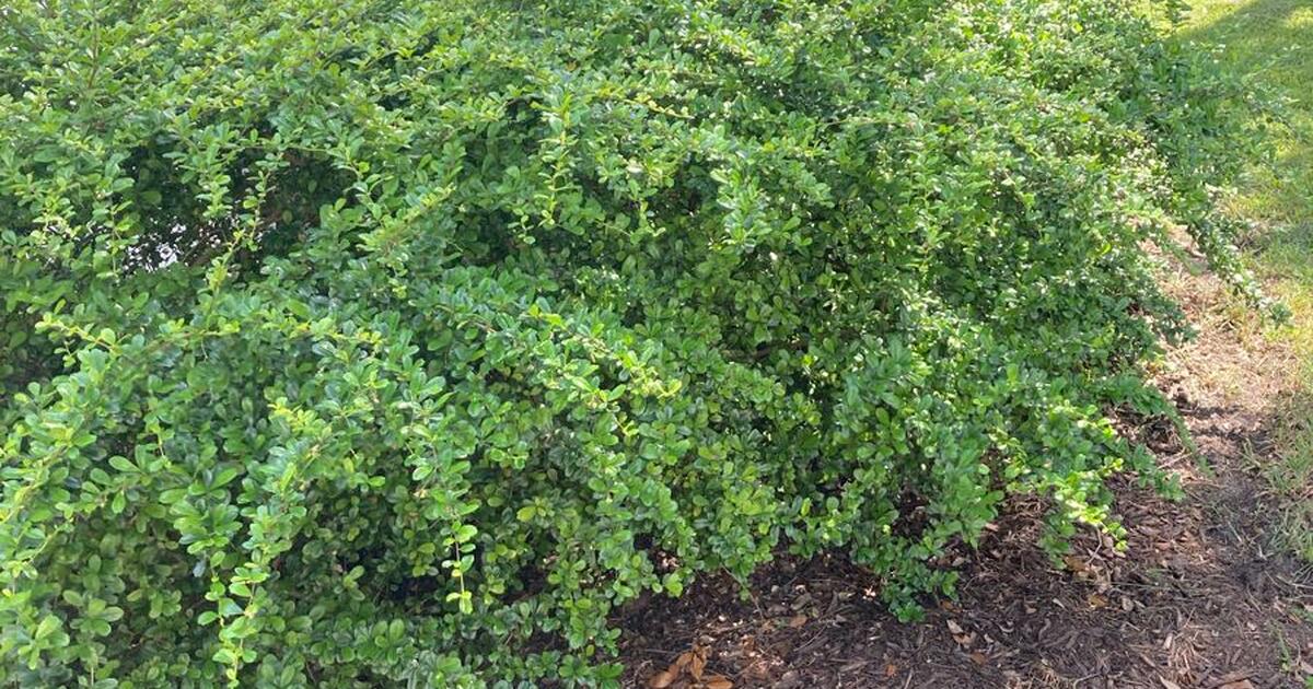 Plant hedges in Miami, FL | For Sale & Free — Nextdoor