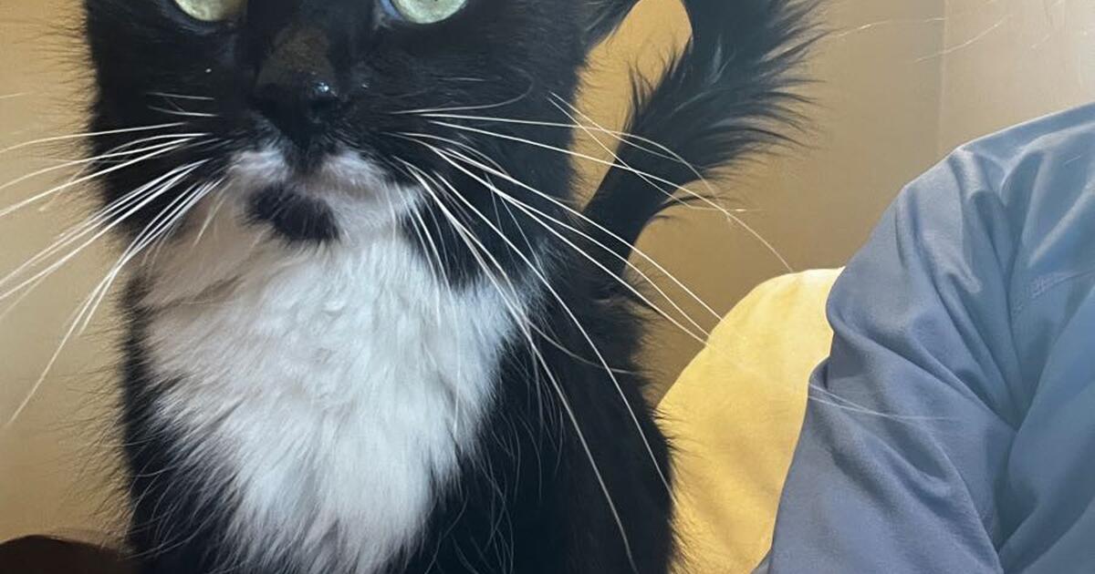 Spokanimal Kittens and Momma Ready for their Forever Homes for $150 in ...