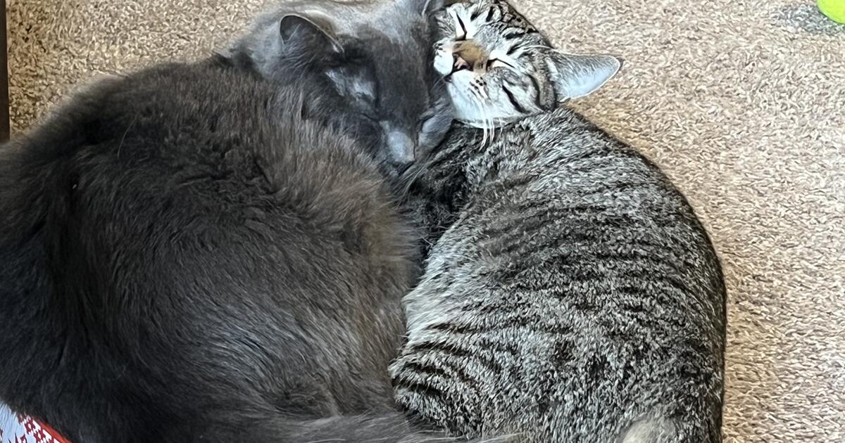 Milo & Tabs for Free in Vancouver, WA | For Sale & Free — Nextdoor