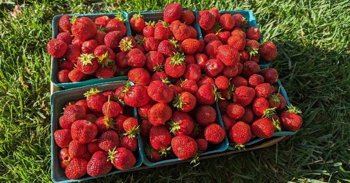 🍓🍓Hood Strawberry Flats 🍓🍓 for $60 in Hillsboro, OR | For Sale & Free ...