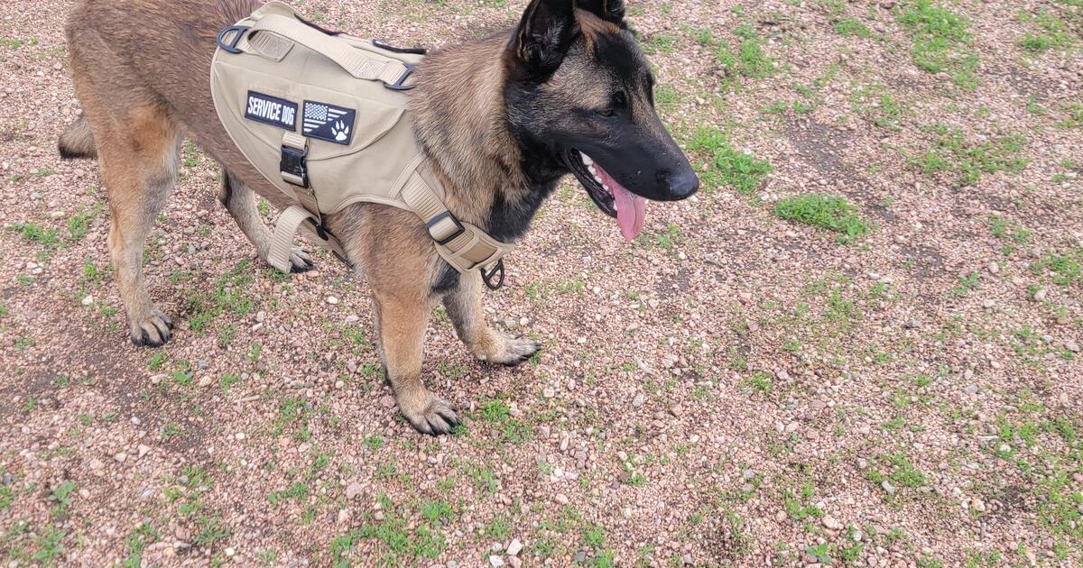 Belgian Malinois for Free in Casa Grande, AZ | For Sale & Free — Nextdoor