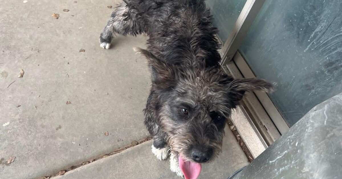 Lost dogs for Free in Peoria, AZ | For Sale & Free — Nextdoor