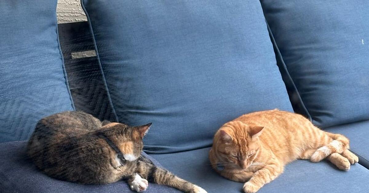 Cats for Free in Stuart, FL | For Sale & Free — Nextdoor