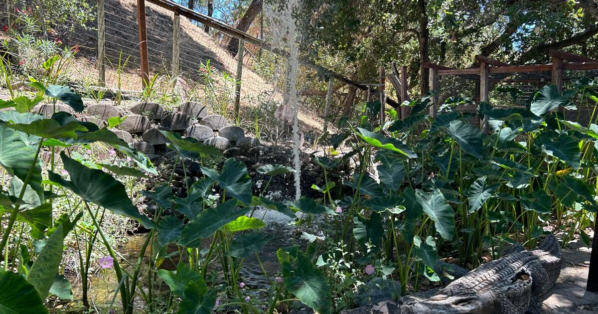 FREE Elephant Ear pond plants for Free in Alamo, CA | For Sale & Free ...