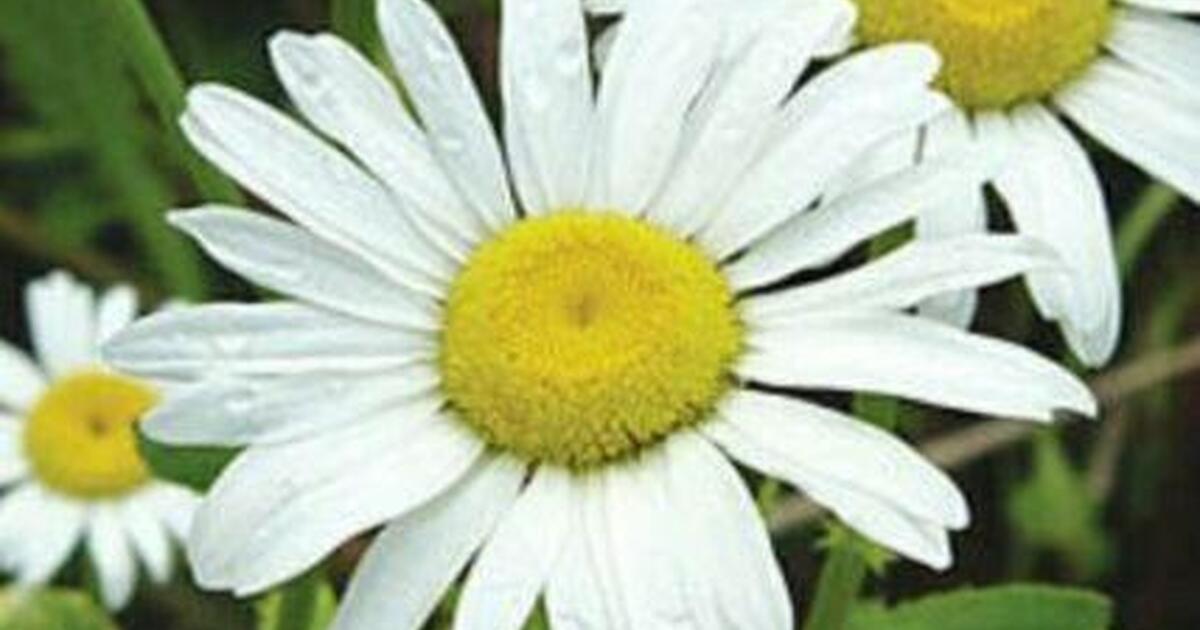 Shasta Daisy - tall garden perennial clumping habit for $15 in ...