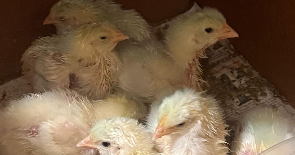 Free baby chicks for Free in Grand Prairie, TX | For Sale & Free — Nextdoor