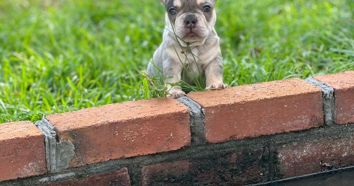 Micro Frenchies for $1 in Myrtle Beach, SC | For Sale & Free — Nextdoor