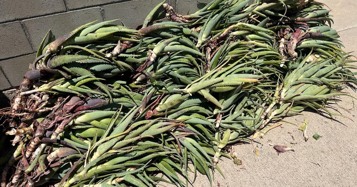 FREE Aloe for Free in Simi Valley, CA | For Sale & Free — Nextdoor