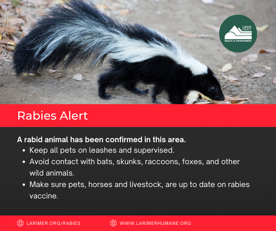 Skunk Activity and Rabies Reminder | Actividad de los Zorrillos y ...