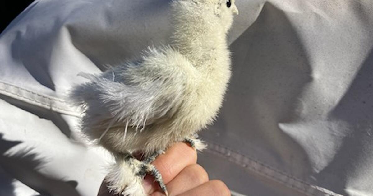 A new batch of baby chicks!! for Free in Healdsburg, CA | For Sale ...