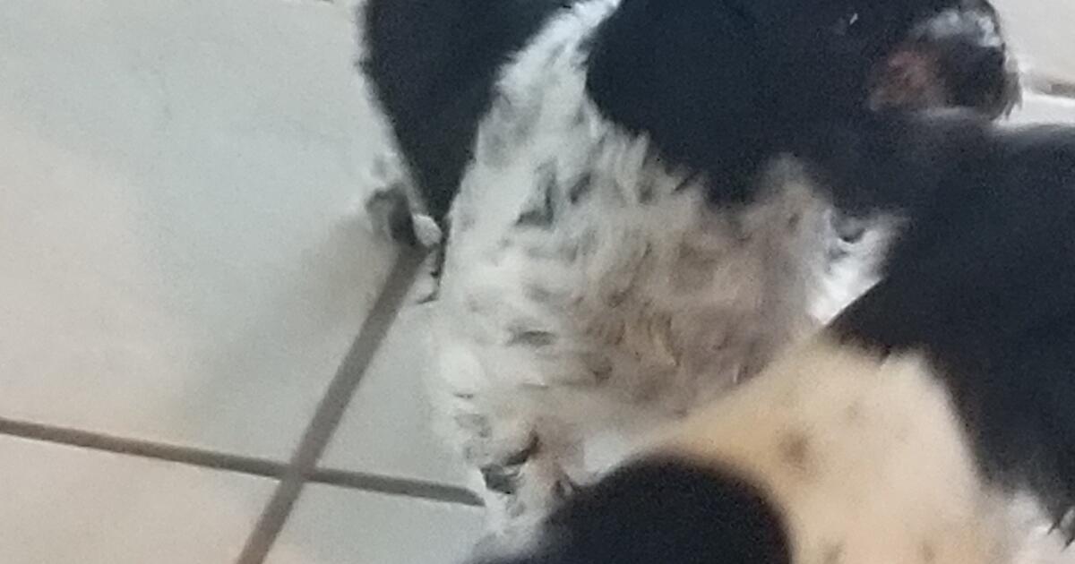 Marley And MAX. in Cocoa Beach, FL | For Sale & Free — Nextdoor